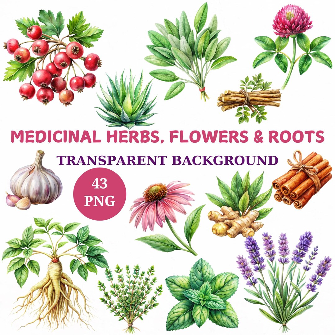 Medicinal Herbs Clipart Bundle, 43 Transparent Png, Herbal Remedies ...