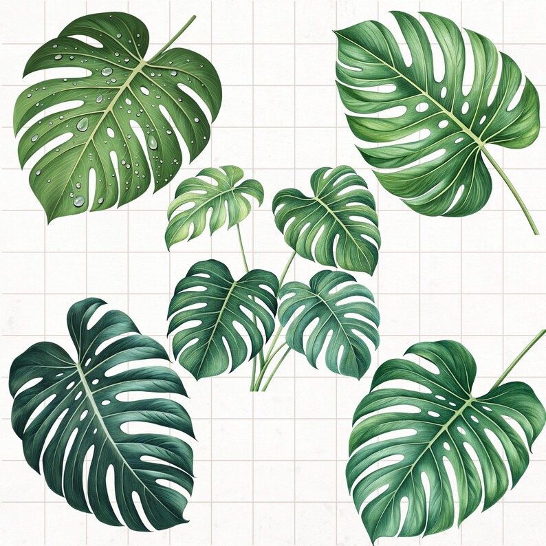 Monstera Leaf Clipart Bundle: Tropical PNG Illustrations, Digital ...