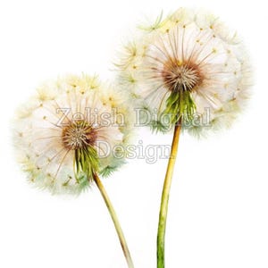Watercolor Dandelion Clipart Bundle: Botanical Illustrations (digital ...