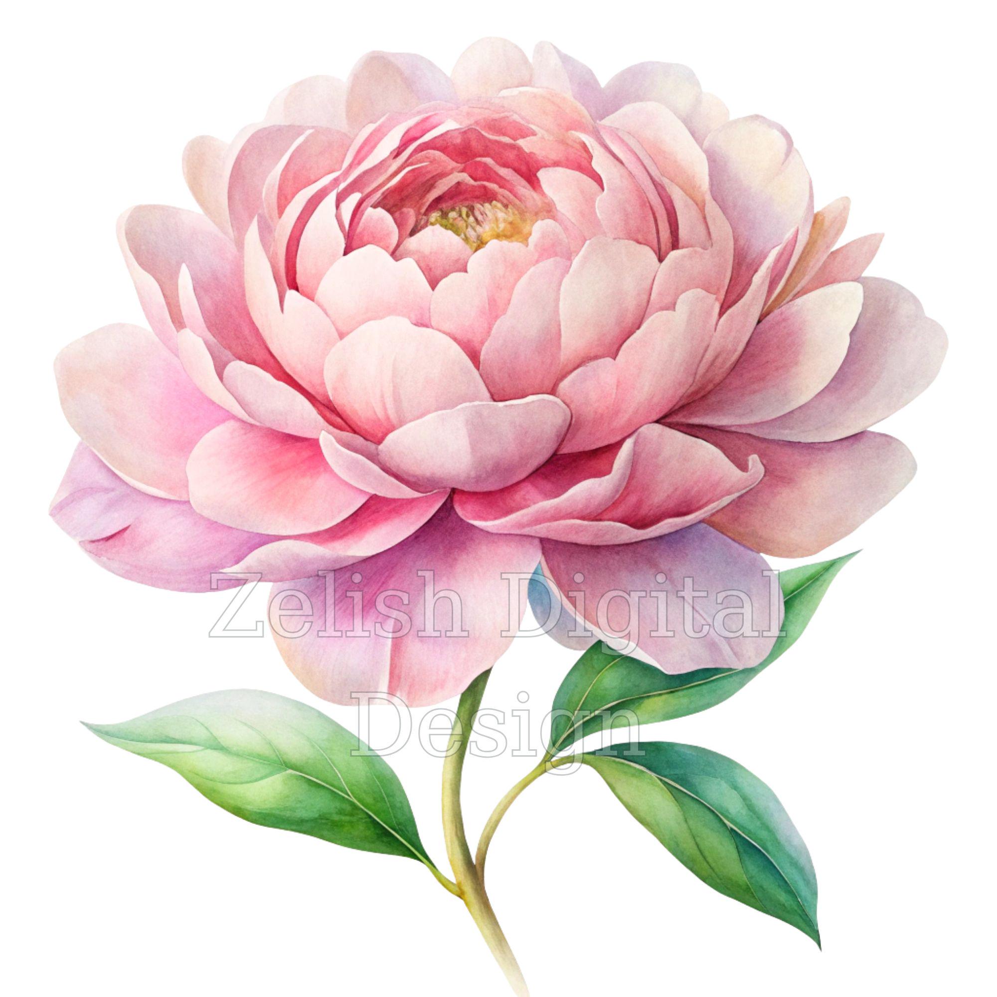 Watercolor Pink Peony Clipart Bundle: Floral Illustrations (digital ...