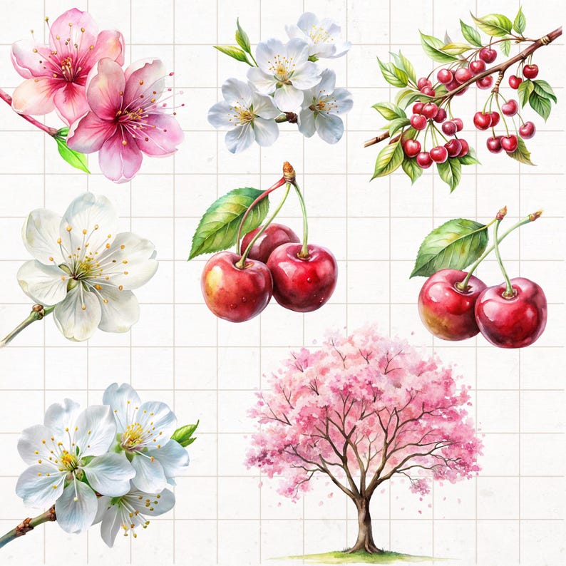 Watercolor Cherry Clipart Bundle: Blossom, Fruit, Wreath (PNG Digital ...
