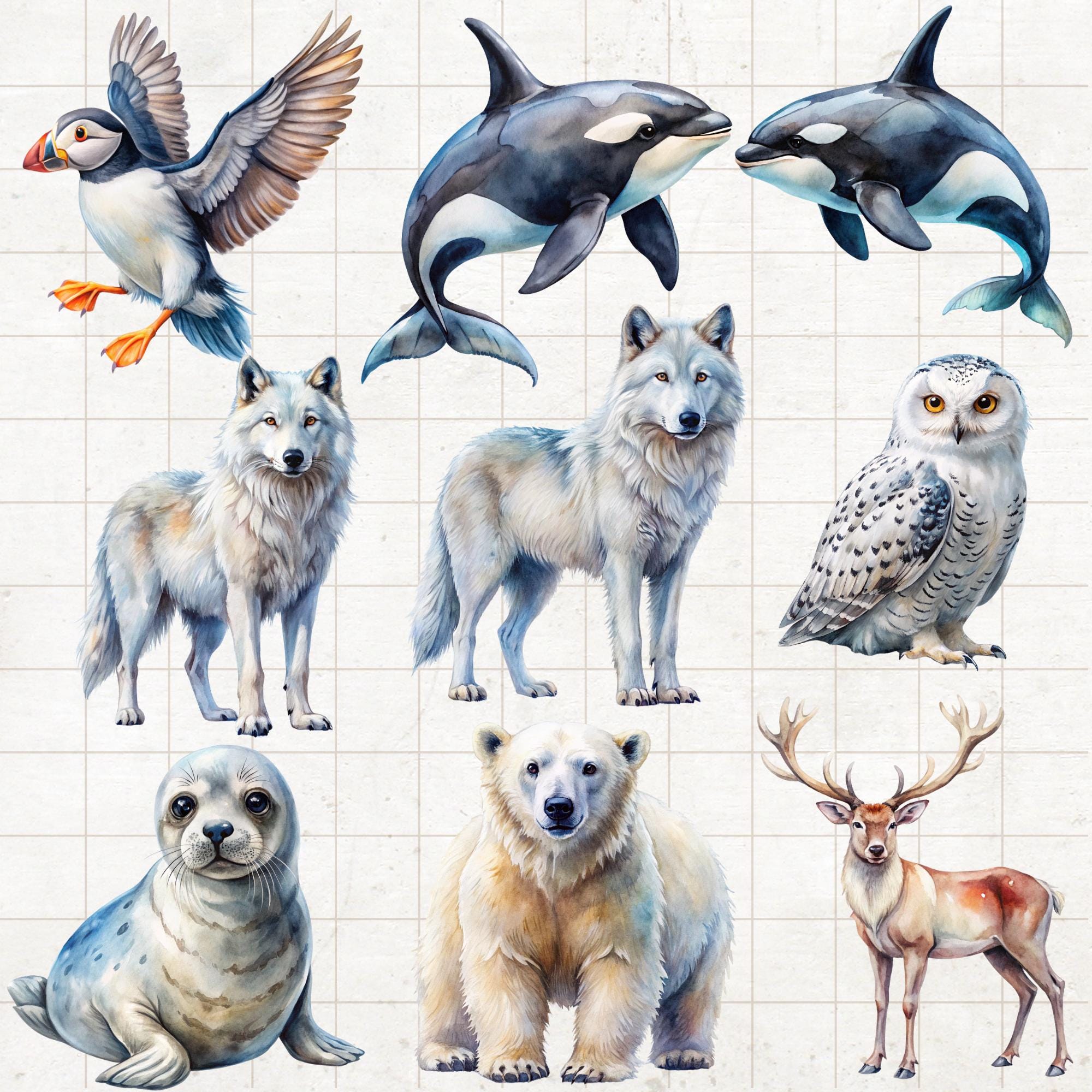 Watercolor Arctic Animals Clipart Bundle: 44 PNG Designs (digital ...