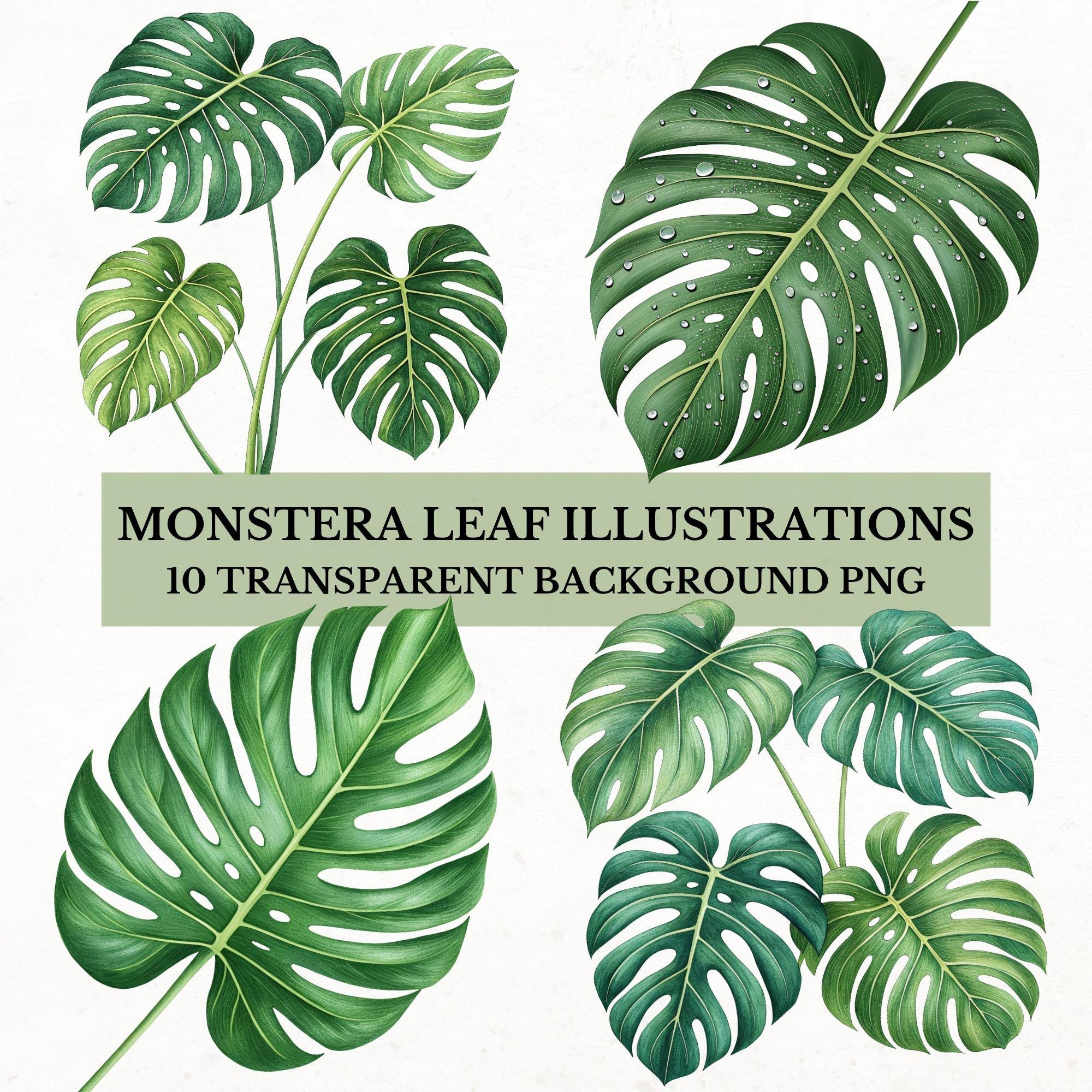 Monstera Leaf Clipart Bundle: Tropical PNG Illustrations, Digital ...