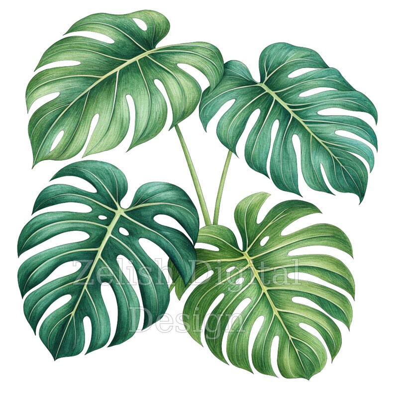 Monstera Leaf Clipart Bundle: Tropical Illustrations (digital Download ...