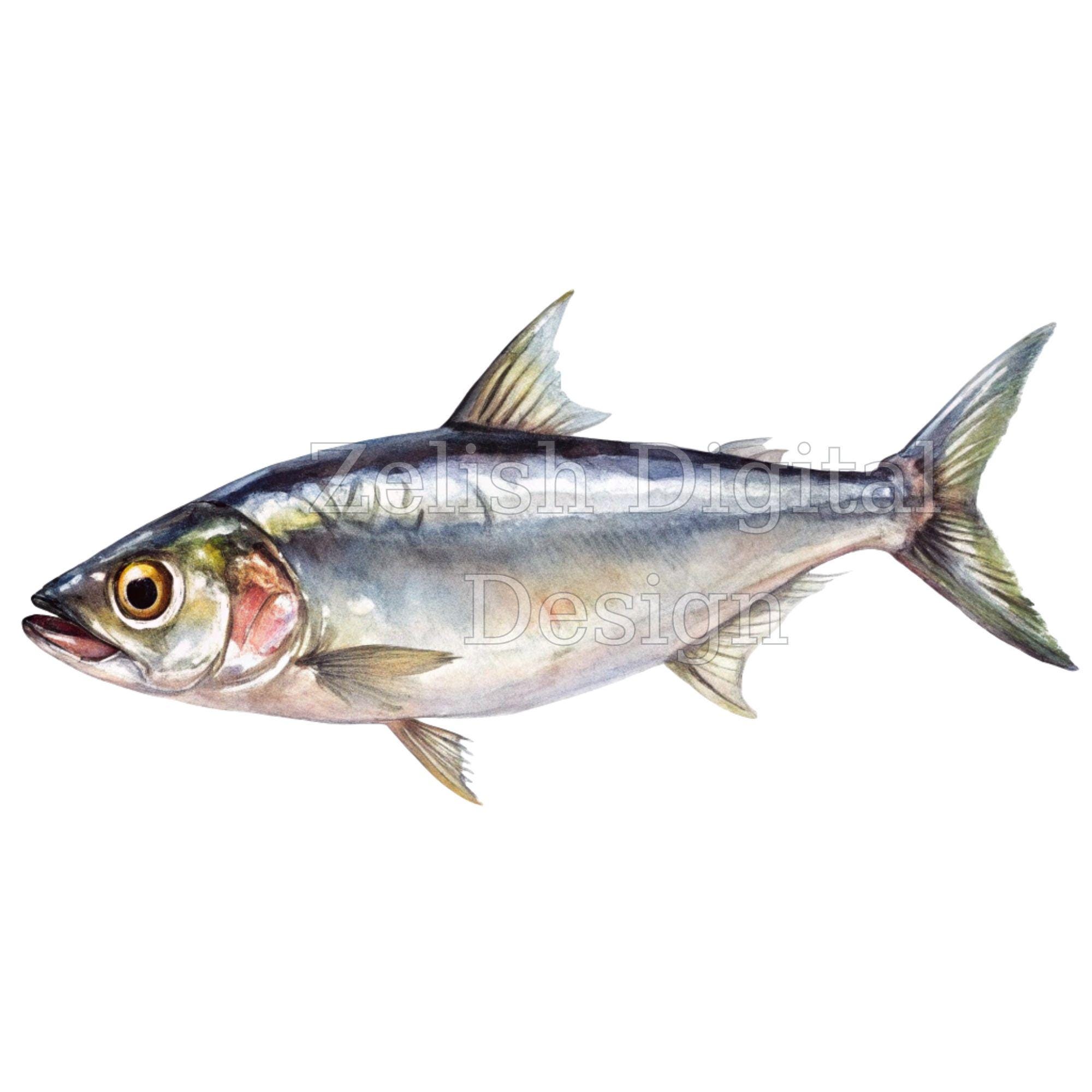 Watercolor Sardine Fish Clipart Bundle: 10 PNG Illustrations (digital ...