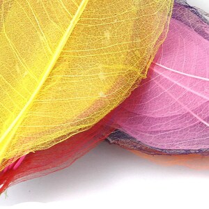 50pcs Natural Magnolia Skeleton Leaf Leaves Card Scrapbooking DIY Mixed ...