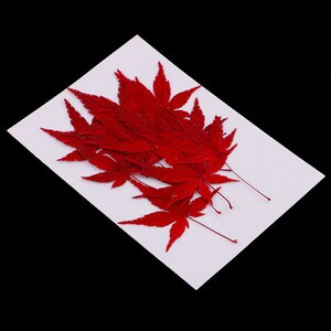 12 Pieces Natural Real Dried Flowers Leaves Red Maple Leaf Specimen for ...