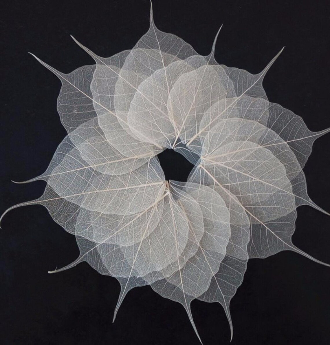 100pcs 8-12cm Dried Natural White Peepul Bo-tree Large-Tree | Etsy