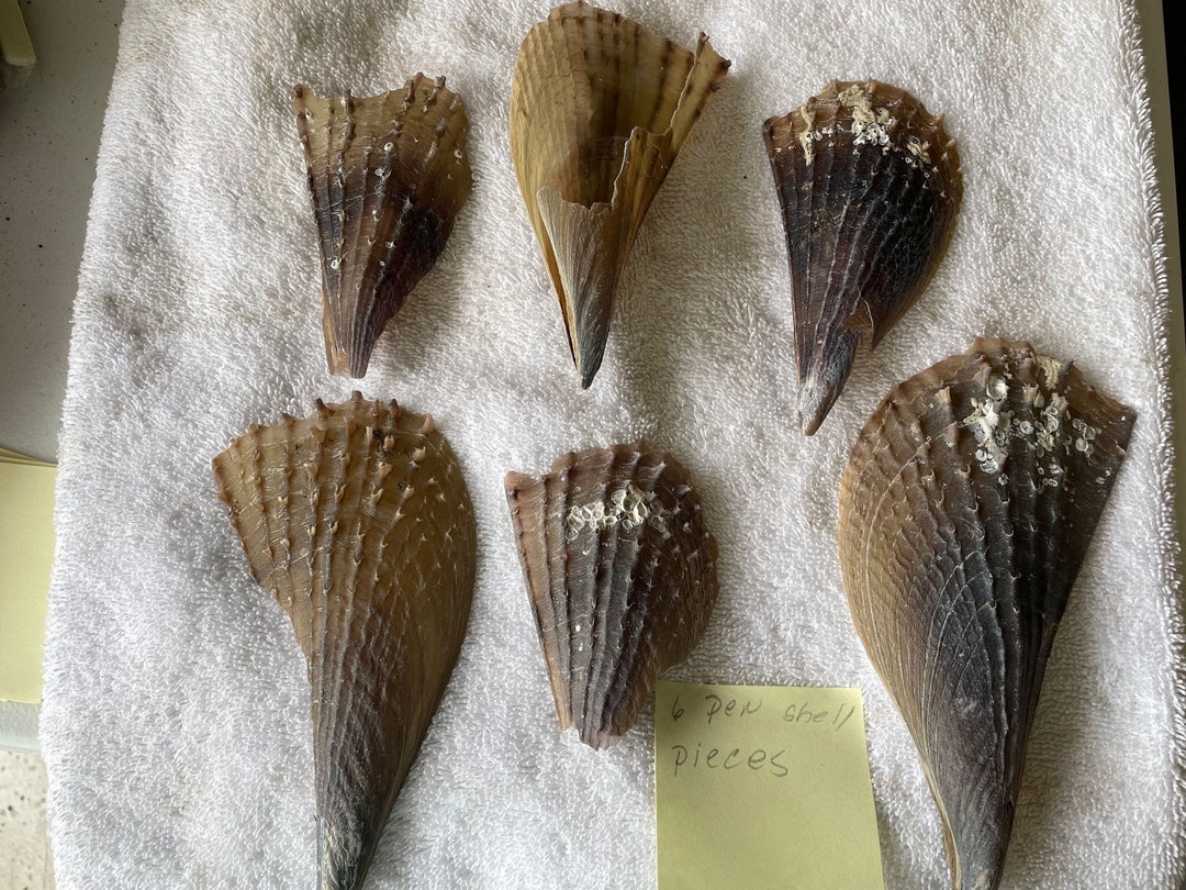 6 Pieces Large Pen Seashell With Barnacles Conch Pen Florida - Etsy