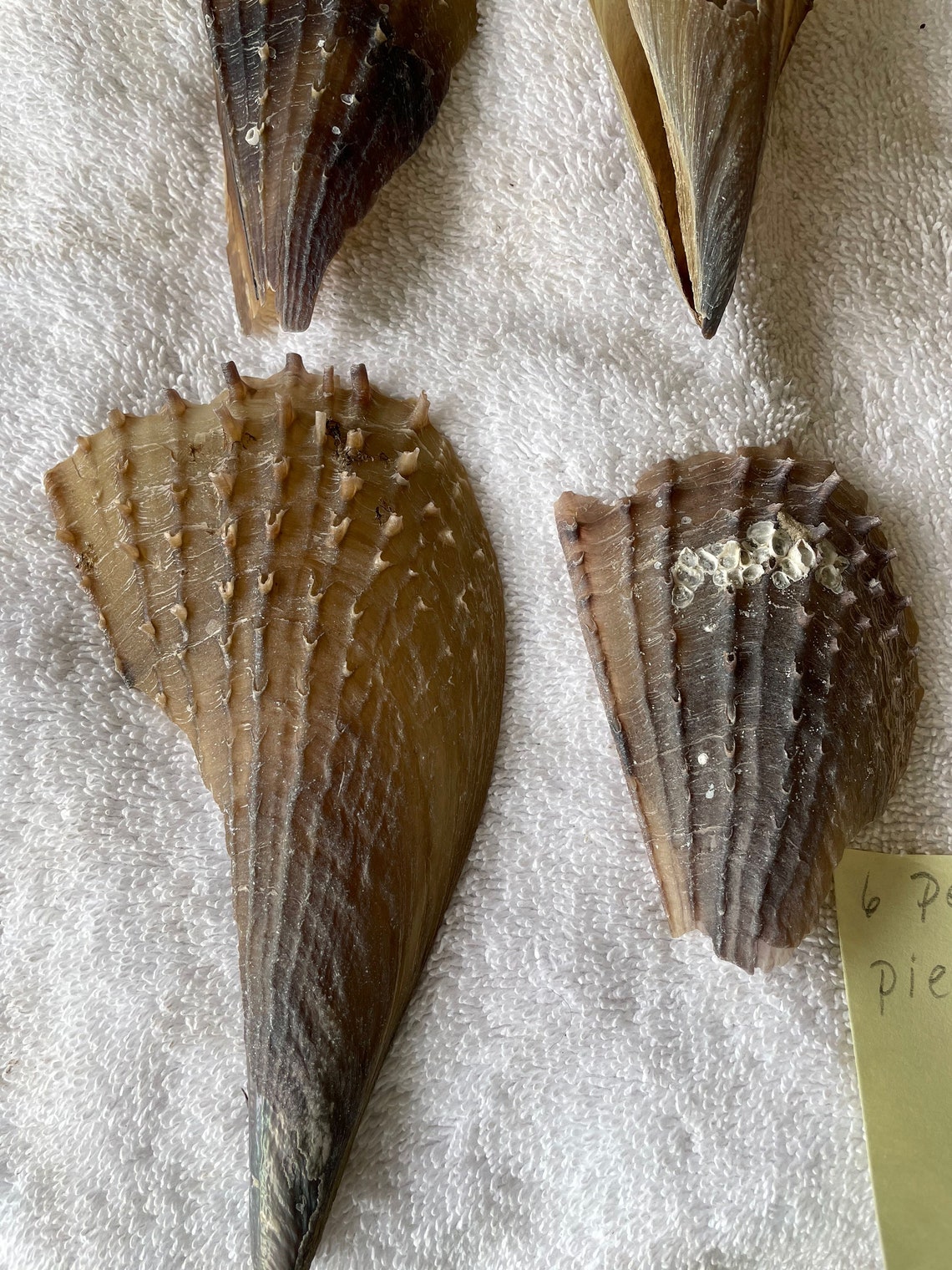 6 Pieces Large Pen Seashell With Barnacles Conch Pen Florida - Etsy