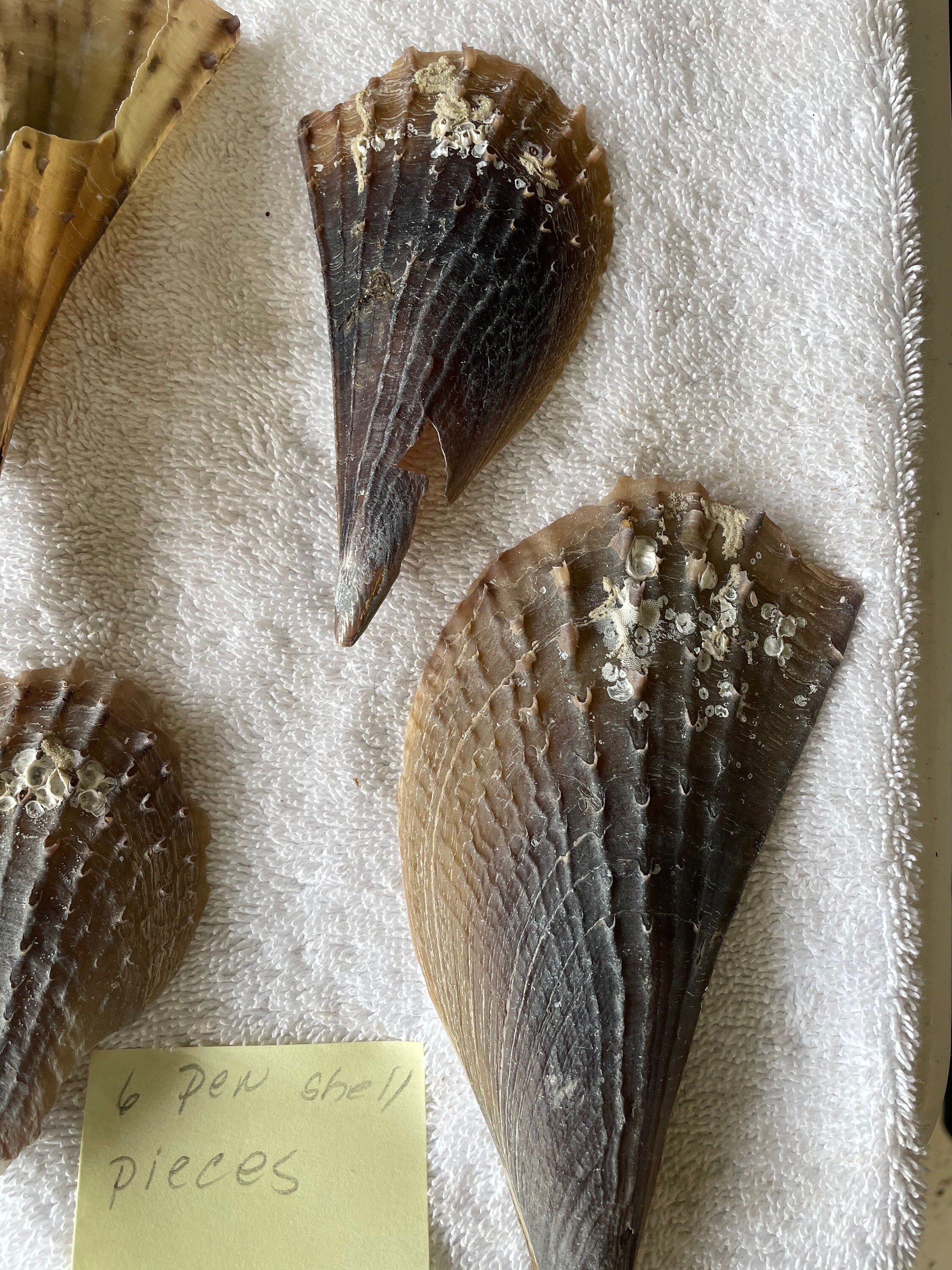 6 Pieces Large Pen Seashell with Barnacles Conch Pen Florida | Etsy