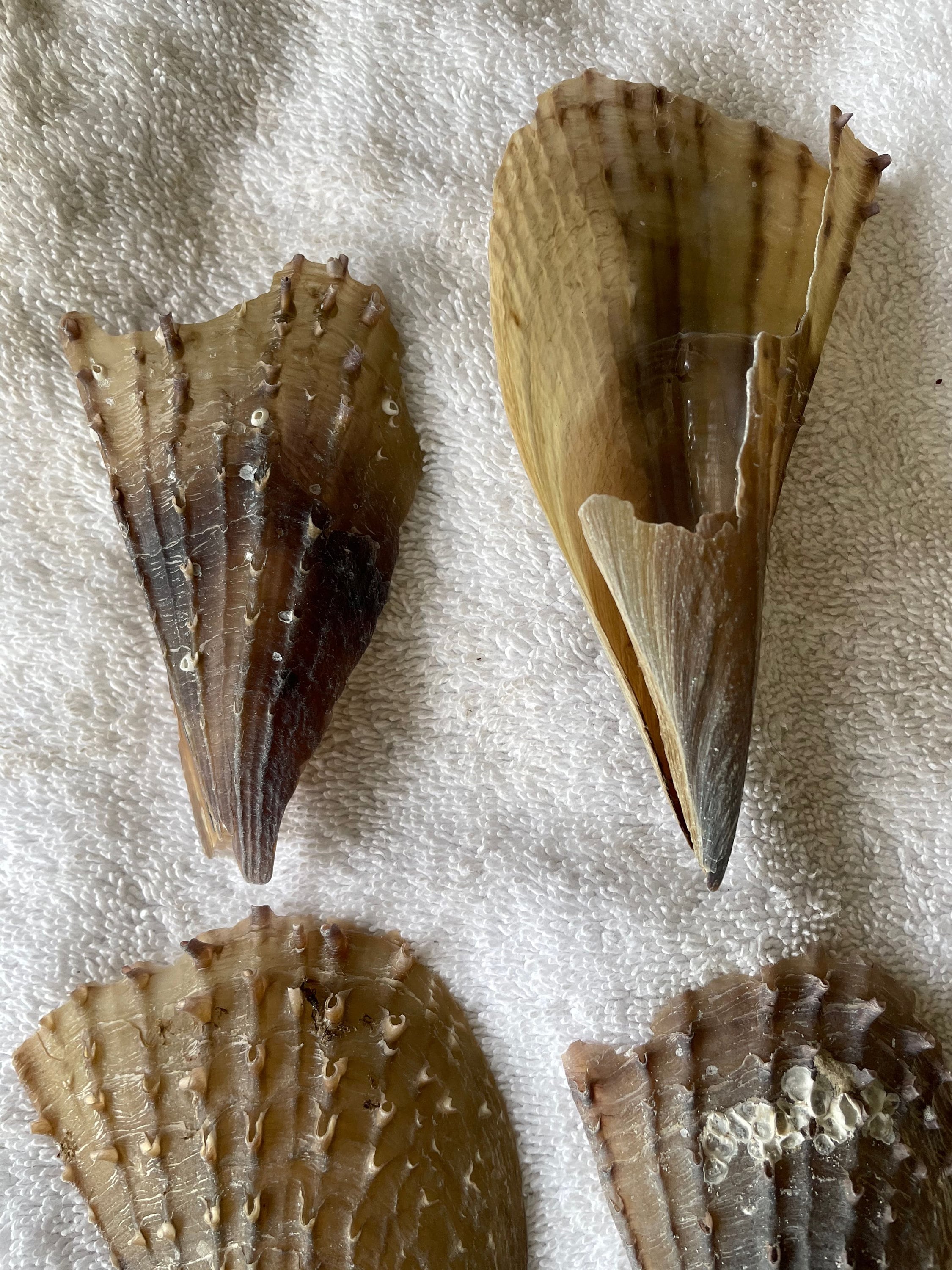 6 Pieces Large Pen Seashell with Barnacles Conch Pen Florida | Etsy