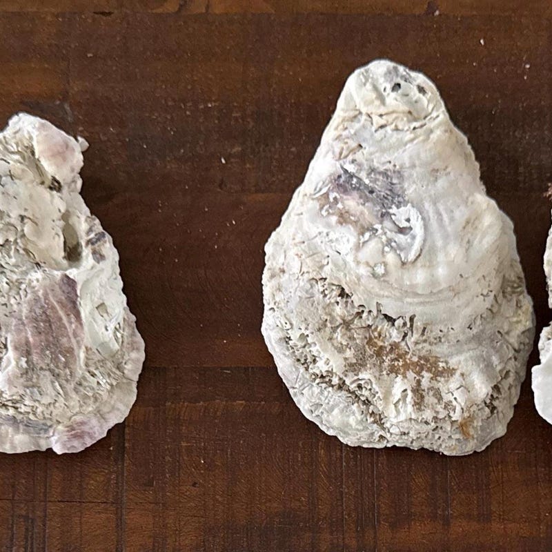 Oyster Shell Decor - Etsy