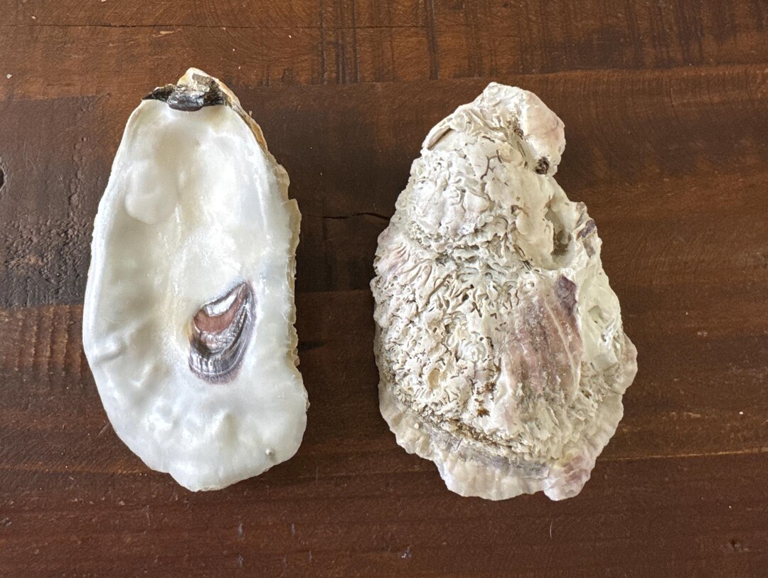 Bleached Oyster Shells: 4 Inches - Etsy