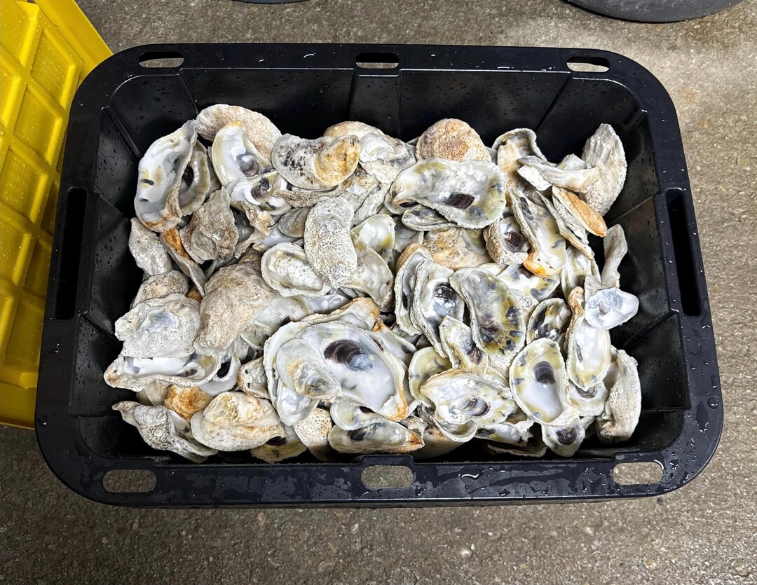 Custom Picked Oyster Shells - Etsy