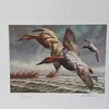 1985 Oregon Second in Series of State Duck Stamp Prints. Wall Art, Home ...
