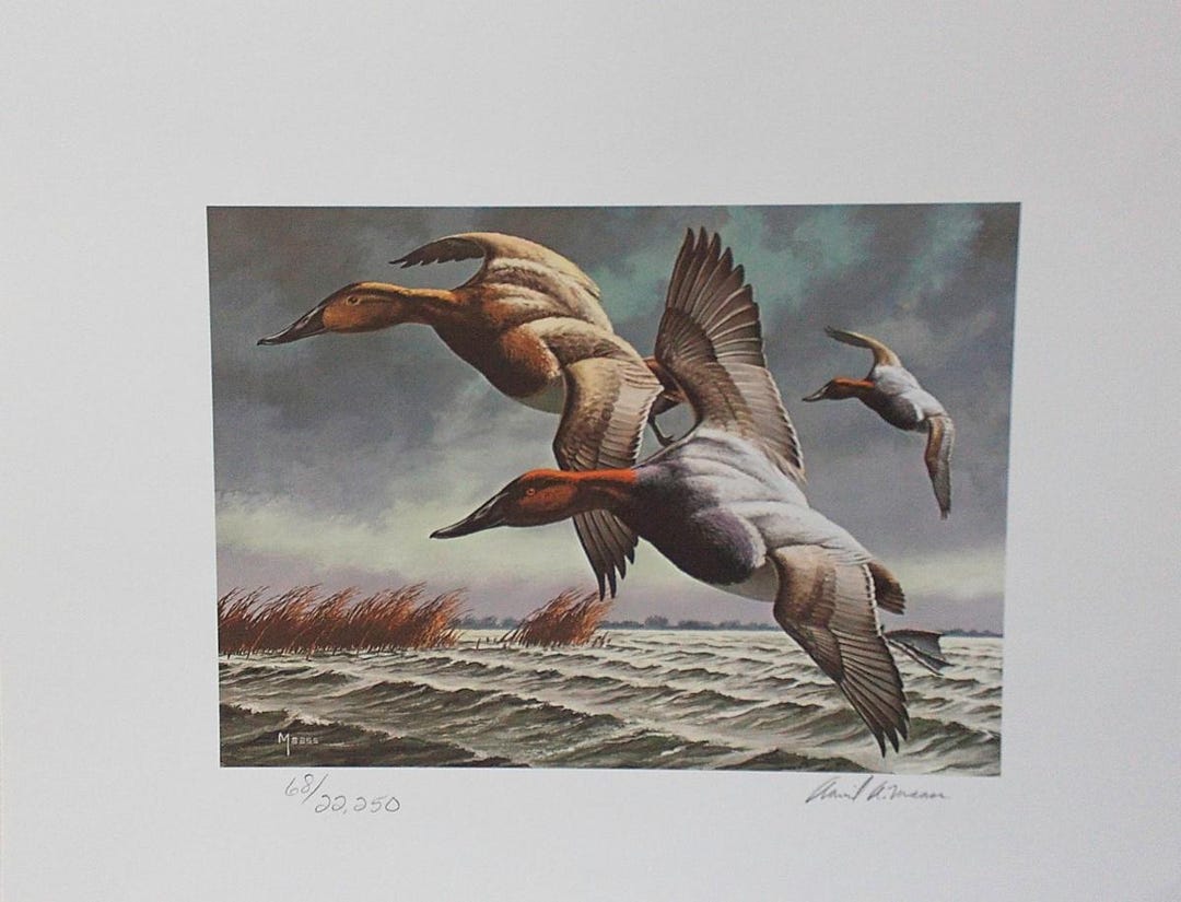 1982 Federal Duck Stamp Print. Wall Art, Home Decor, Wildlife, Birds ...