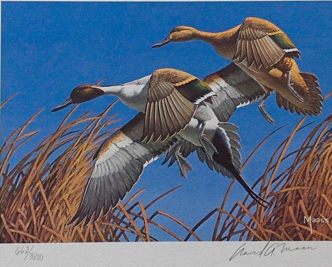 1979 Minnesota Duck Stamp Print, David A. Maass, Wildlife Art - Etsy