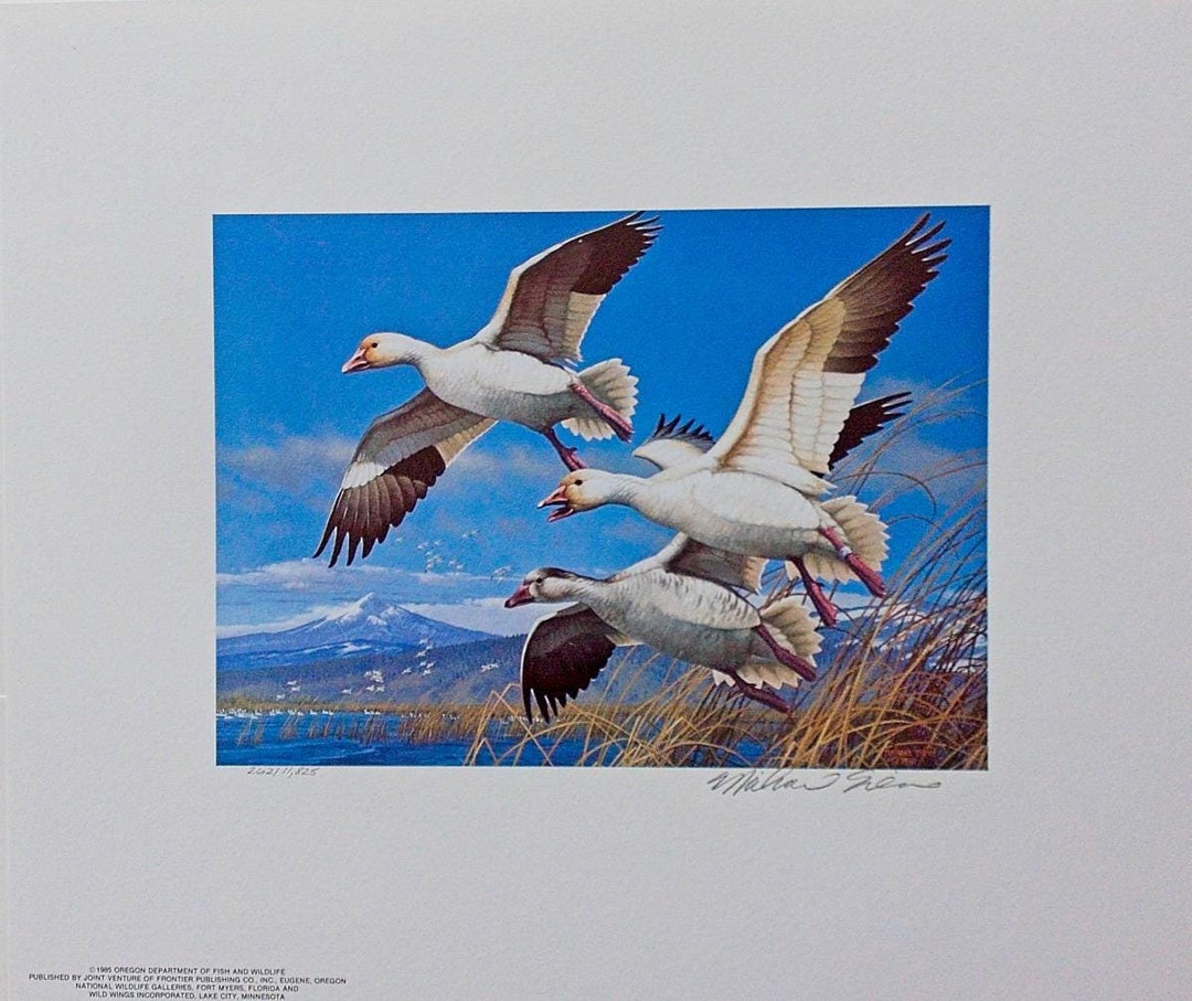 1985 Oregon Second in Series of State Duck Stamp Prints. Wall Art, Home ...
