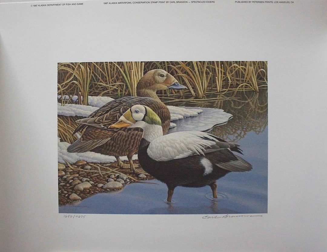 1987 Alaska Duck Stamp Print, Carl Branson Signed, Limited Edition - Etsy