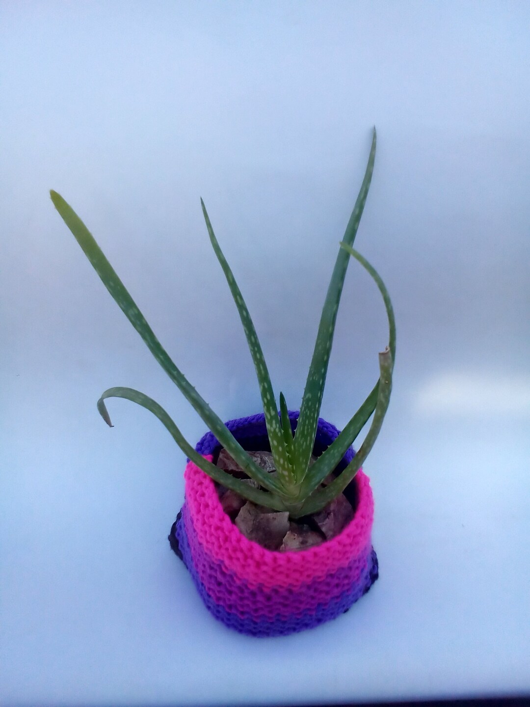 Plant Cozy Plant Purple Pot Pouch Set Knit Pot Cover Home Grown Aloe ...