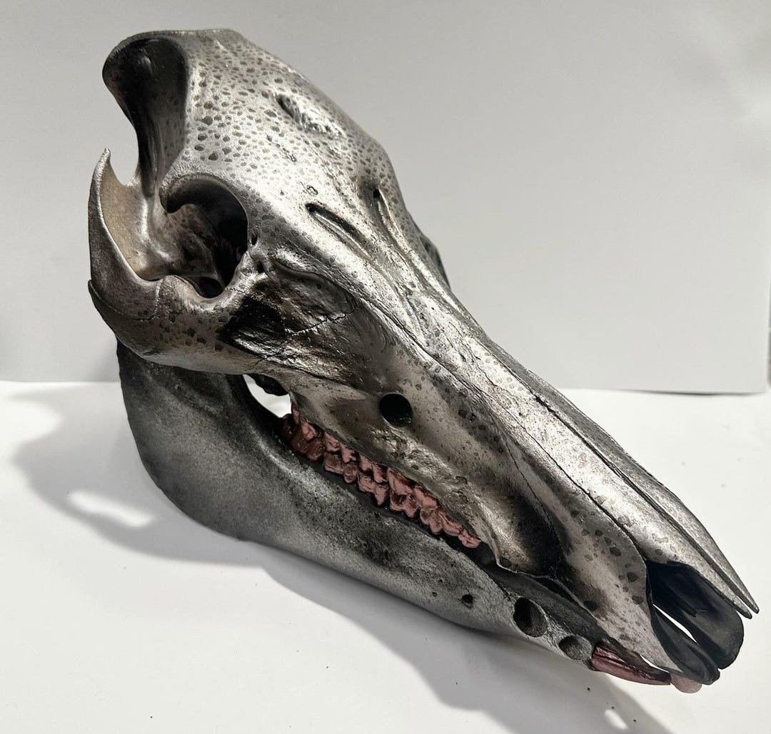 Painted Animal Skull - Wild Hog Skull, Authentic, Real Bone, From ...