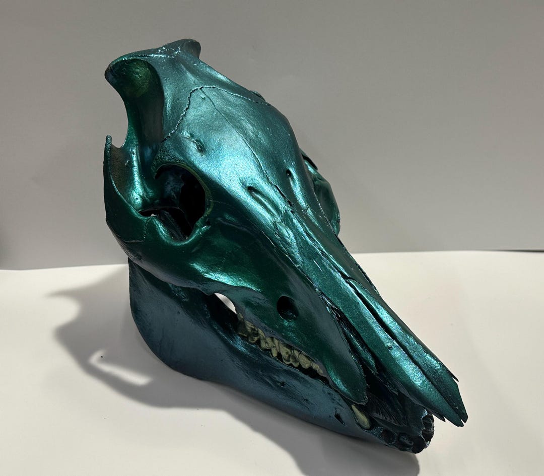Painted Animal Skull - Custom Hand Painted Pig Skull From Oklahoma! - Etsy