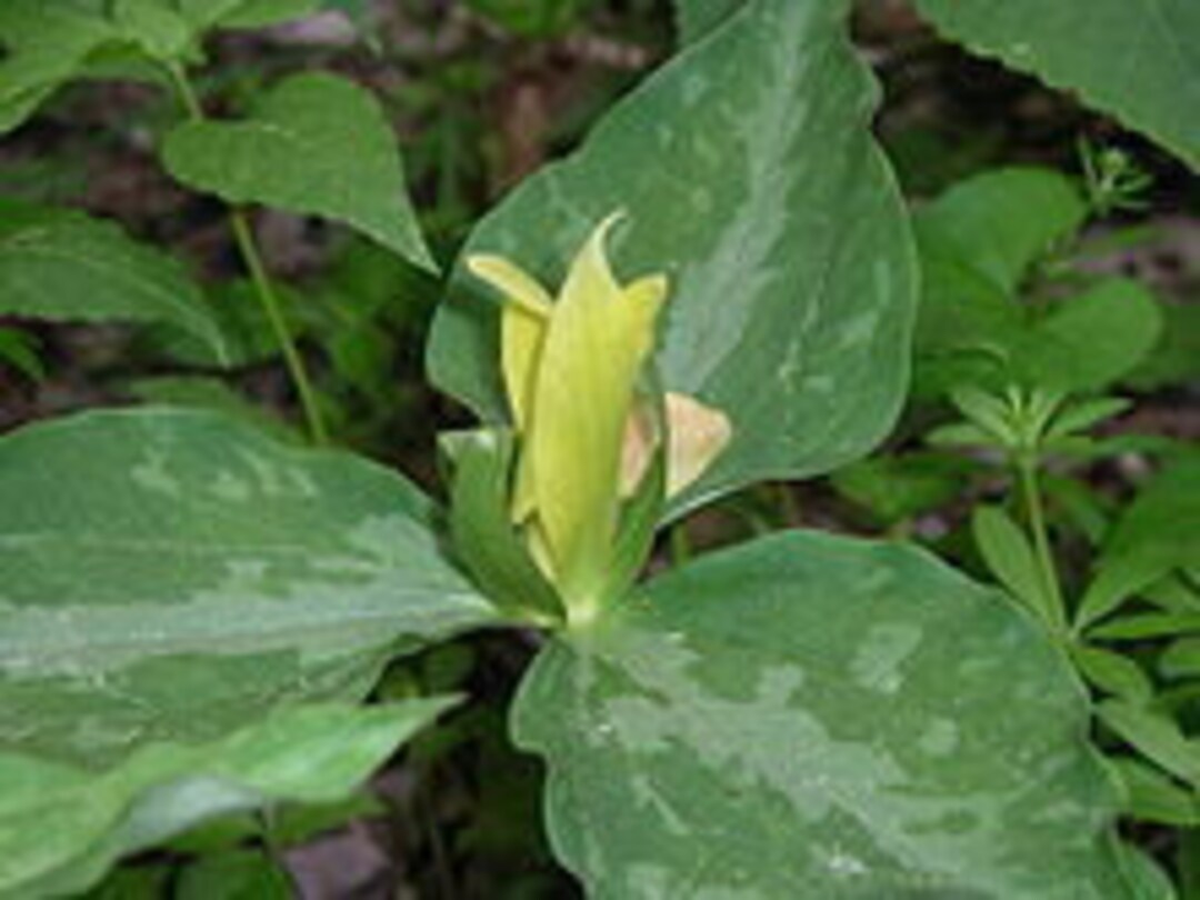 24 Yellow Trillium(trillium Luteum) Root Systems - Etsy