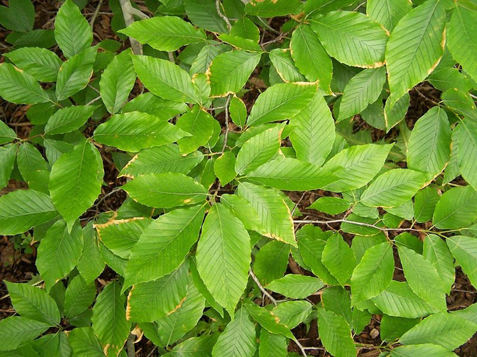 1 American Beech Seedlings 12-18 - Etsy
