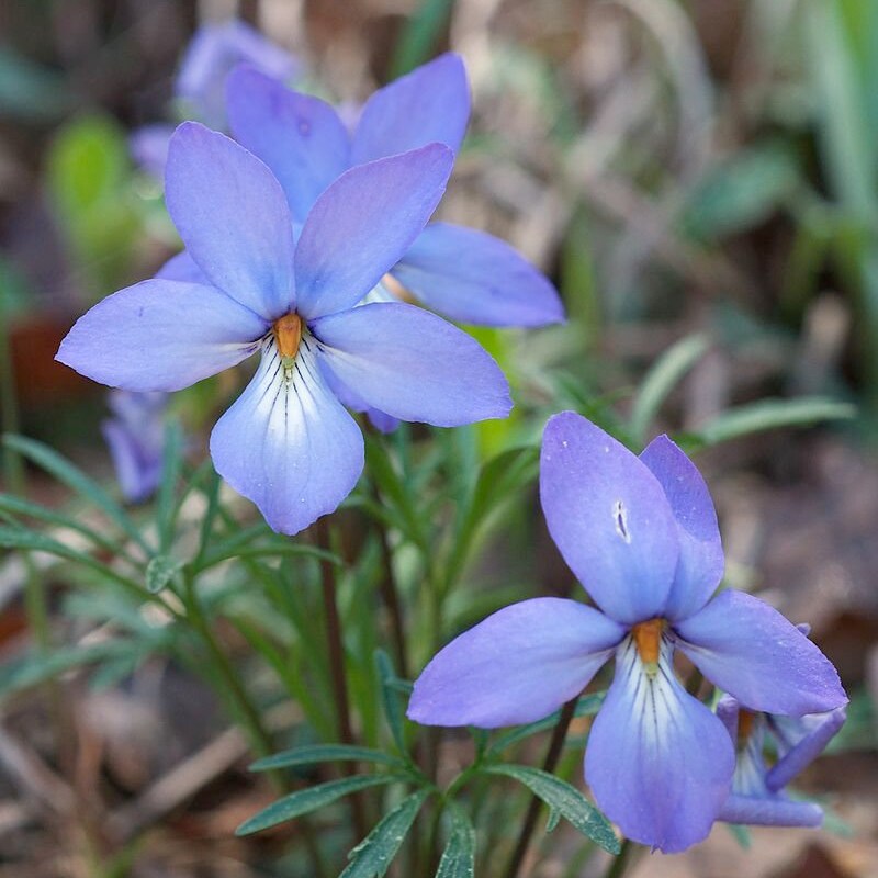 Wild Violet Seeds - Etsy