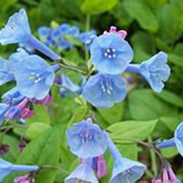Blue Bell - Etsy
