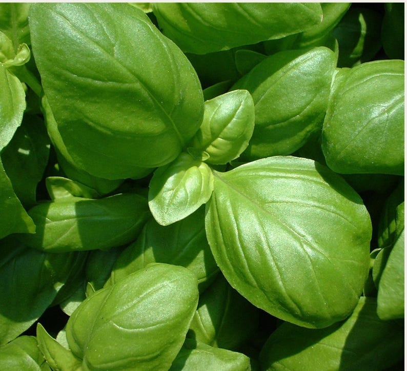 Fresh Bunch of a Variety of Different Types of Basil. Two Pounds of ...