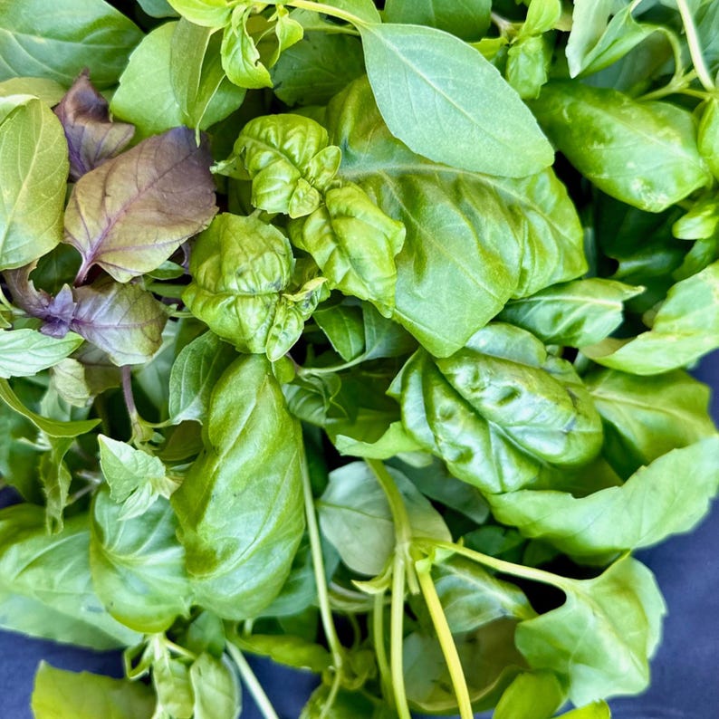 Fresh Bunch of a Variety of Different Types of Basil. Two Pounds of ...