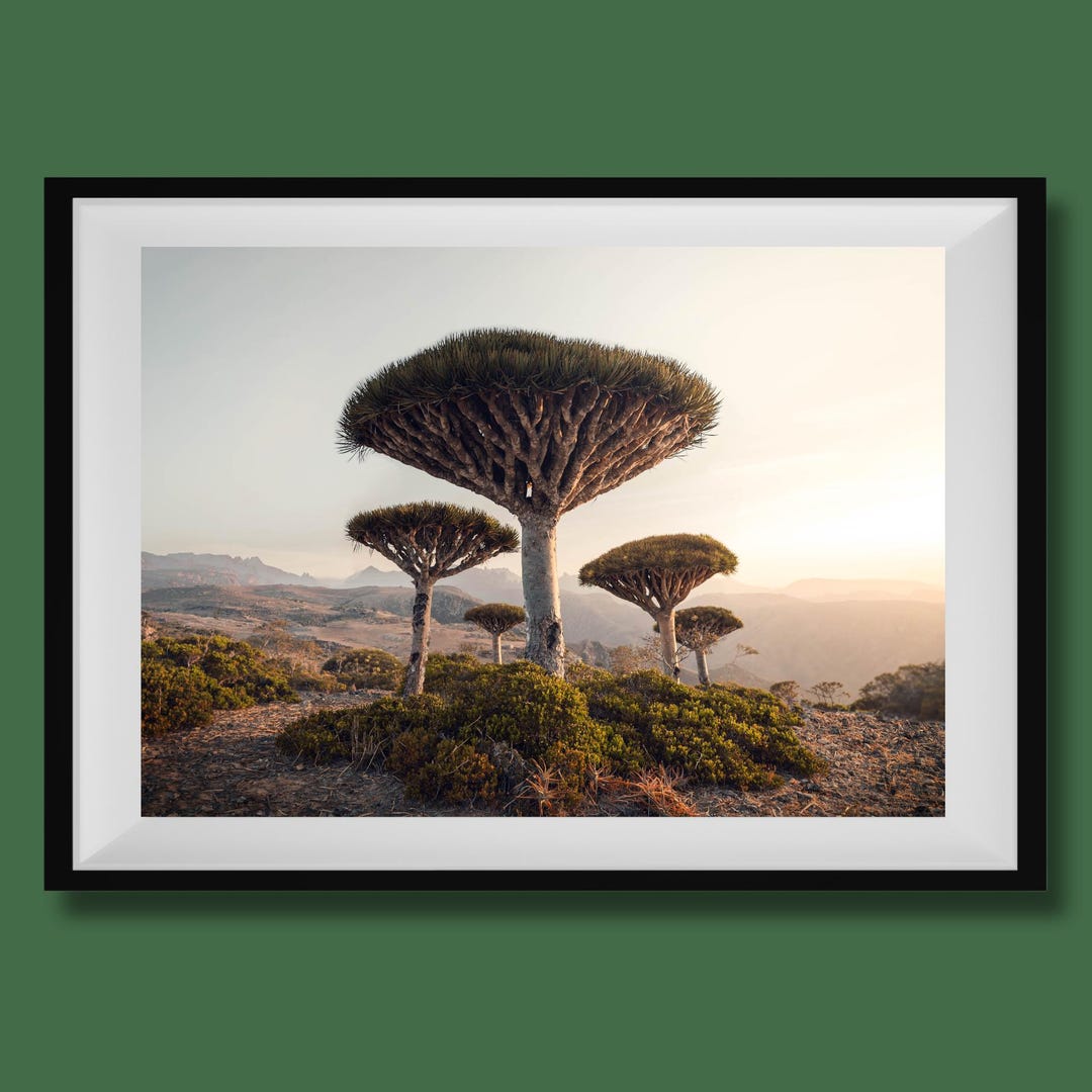 Socotra Dragon Tree Print, Yemen Wall Art, Yemen Art, Socotra Island ...
