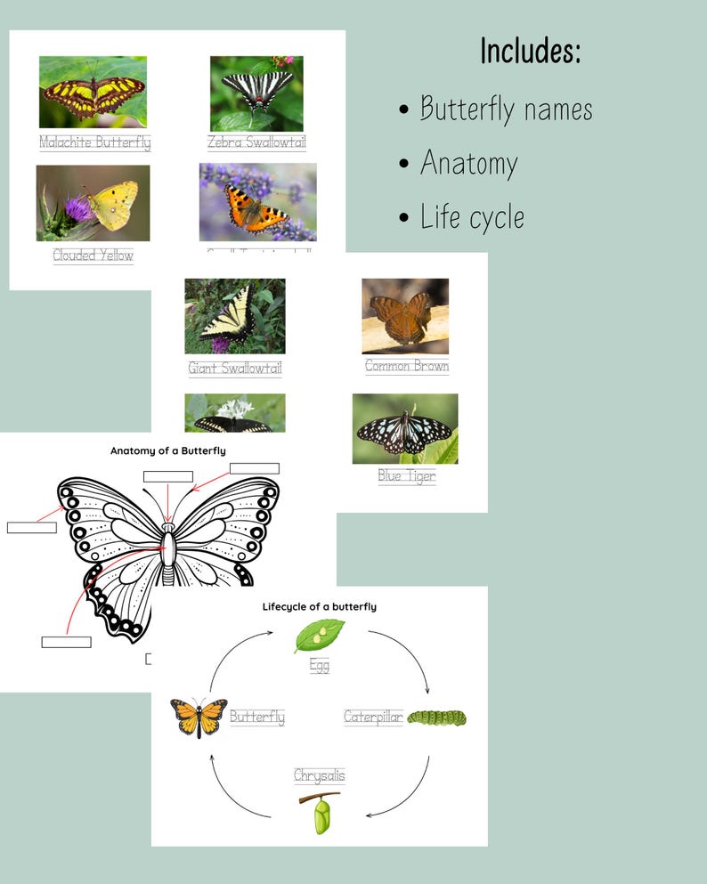 Butterfly Unit Study, Butterfly Printable, Butterfly Activity, Kids ...