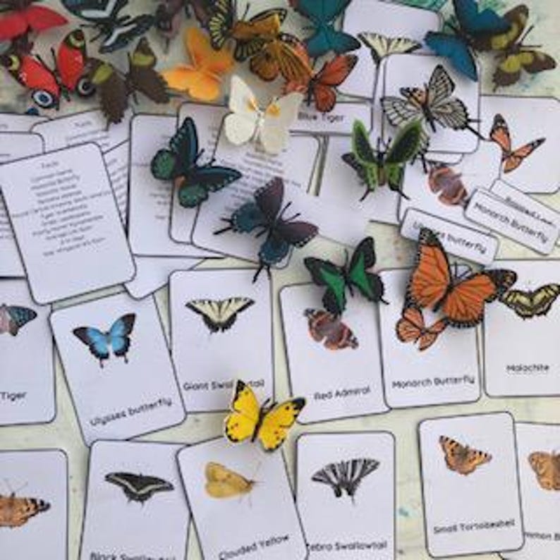 Butterfly Unit Study, Butterfly Printable, Butterfly Activity, Kids ...