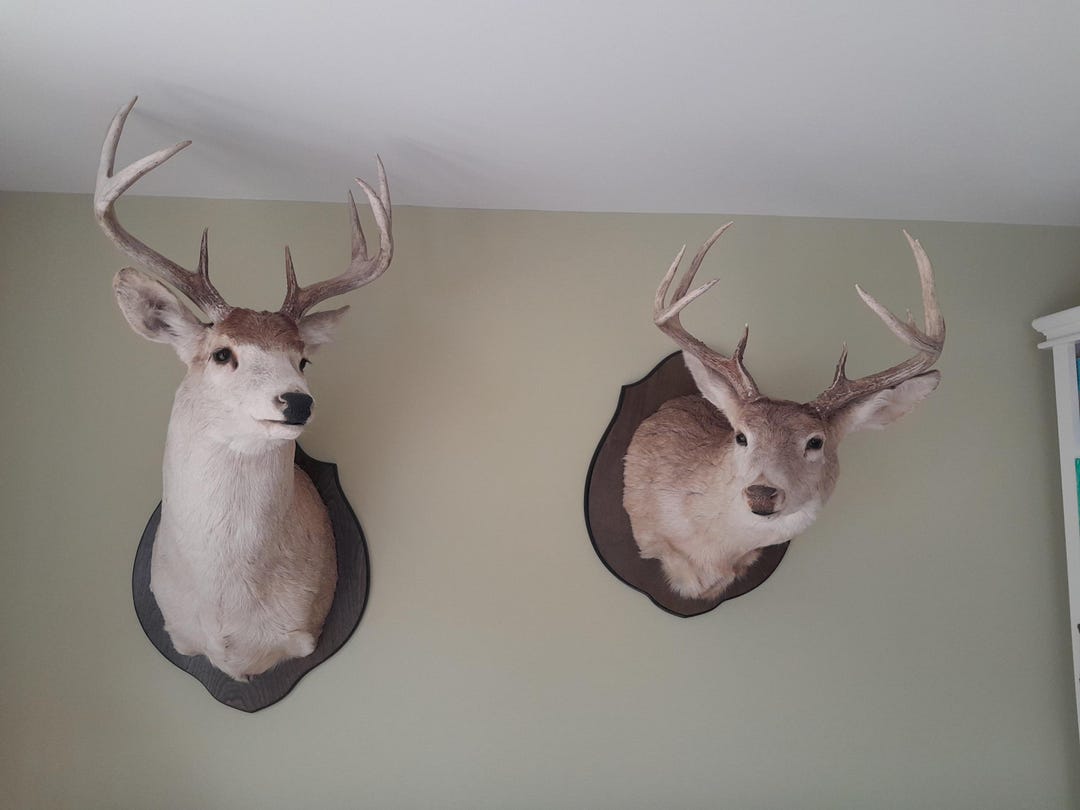 American Whitetail Deer Stag Mounts - Etsy UK
