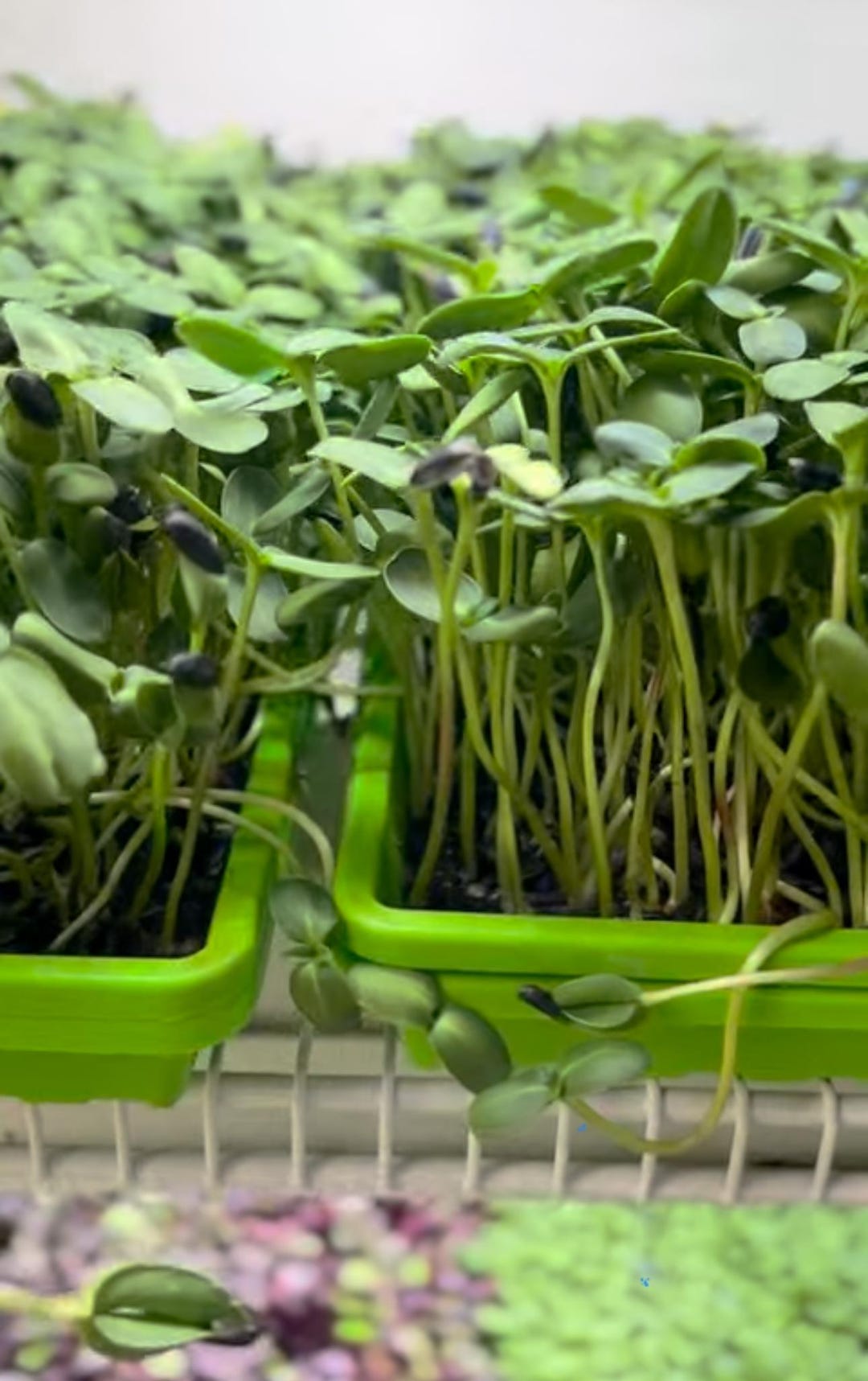 Microgreen Kit Complete 10x10 -USA Products - Etsy