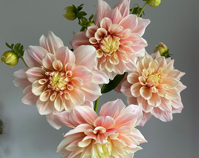 Dahlia Ice Tea - Etsy