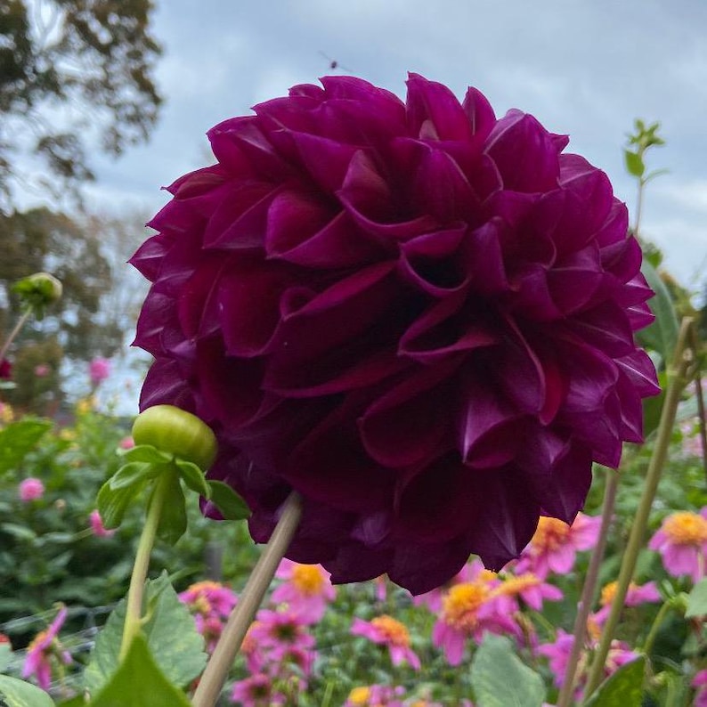 Diva Dahlia Tuber - - Etsy