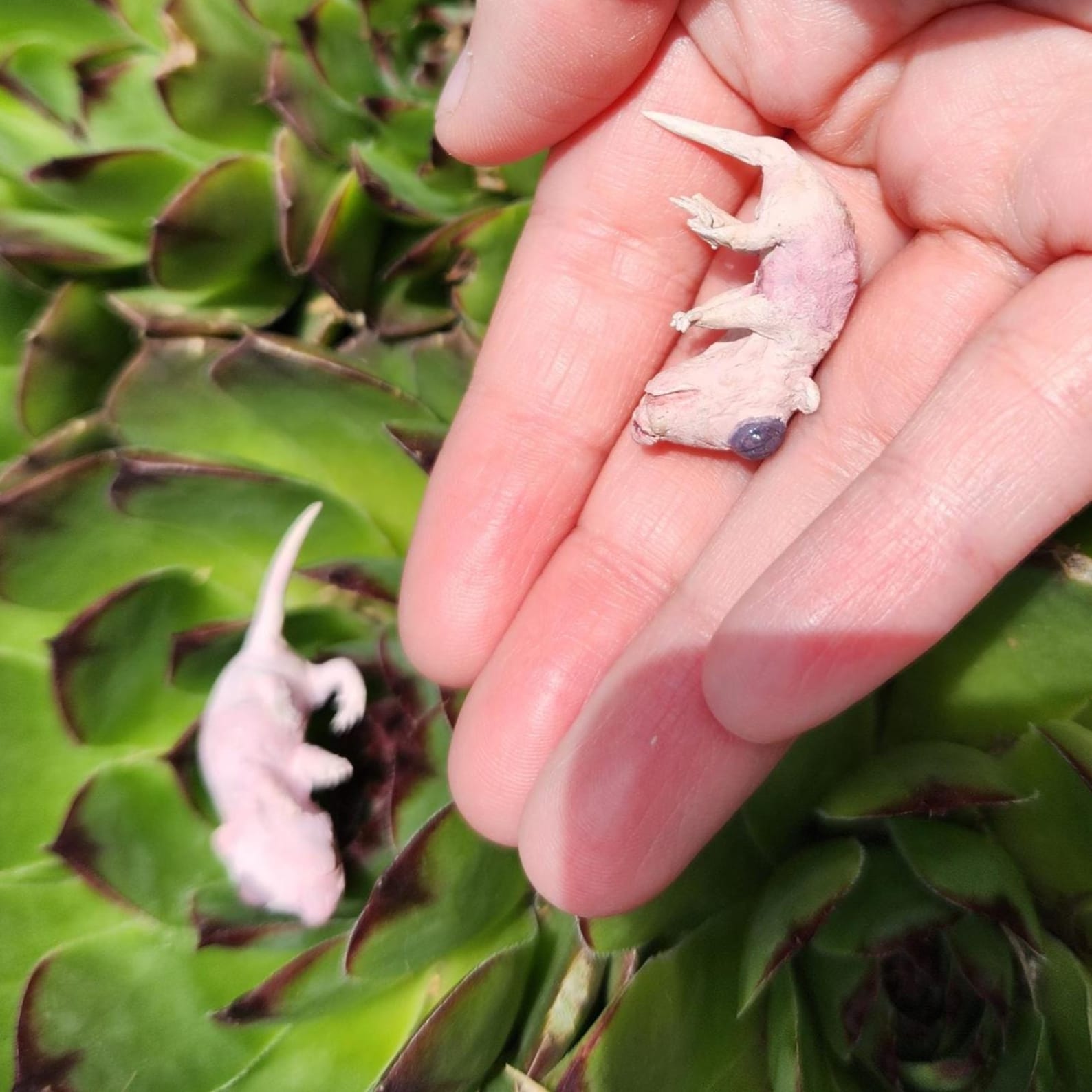 Baby Mouse Polymer Clay Figure Pinkie Mice * SEE DESCRIPTION * - Etsy