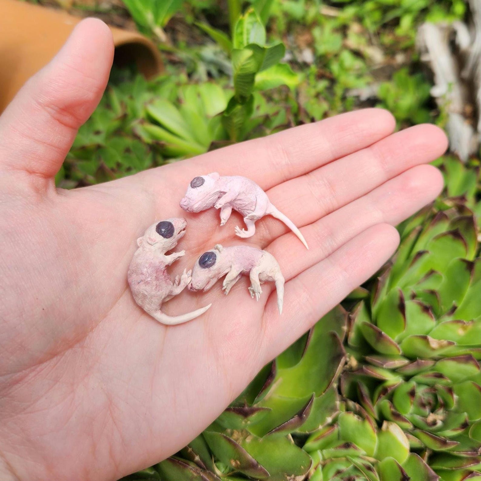 Baby Mouse Polymer Clay Figure Pinkie Mice * SEE DESCRIPTION * - Etsy