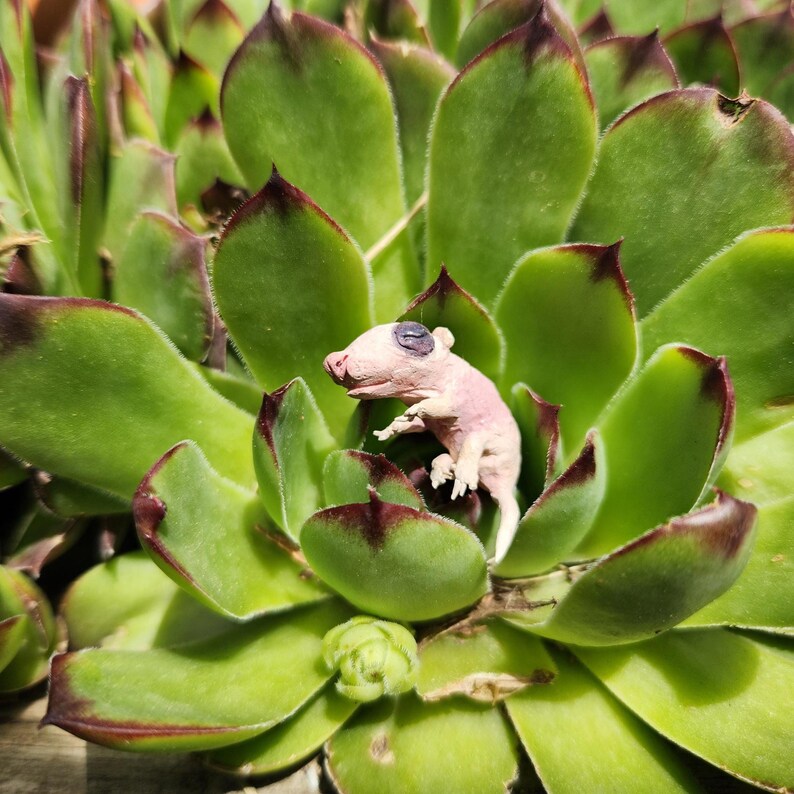 Baby Mouse Polymer Clay Figure Pinkie Mice * SEE DESCRIPTION * - Etsy