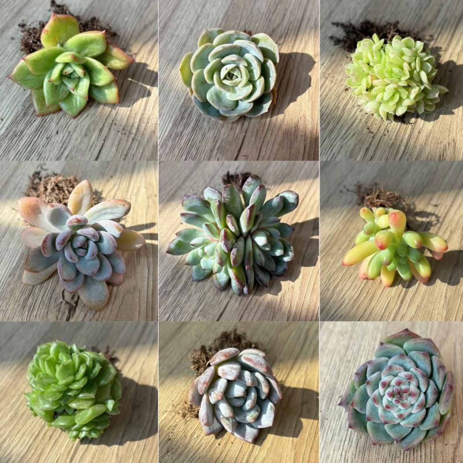 16/30 Pack Assorted Rare Succulent Plant Set for Indoor and Outdoor ...
