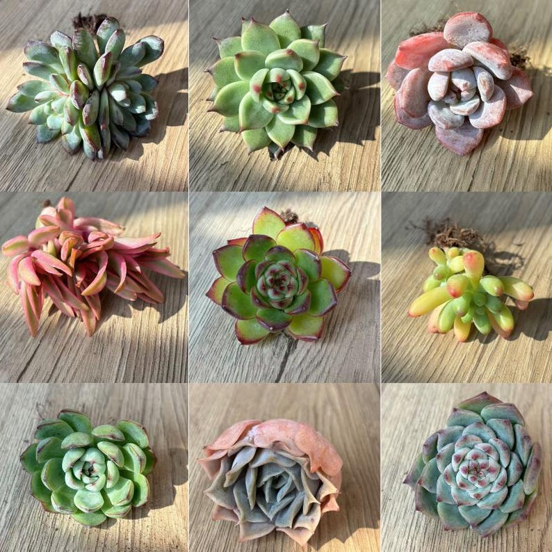 16/30 Pack Assorted Rare Succulent Plant Set for Indoor and Outdoor ...