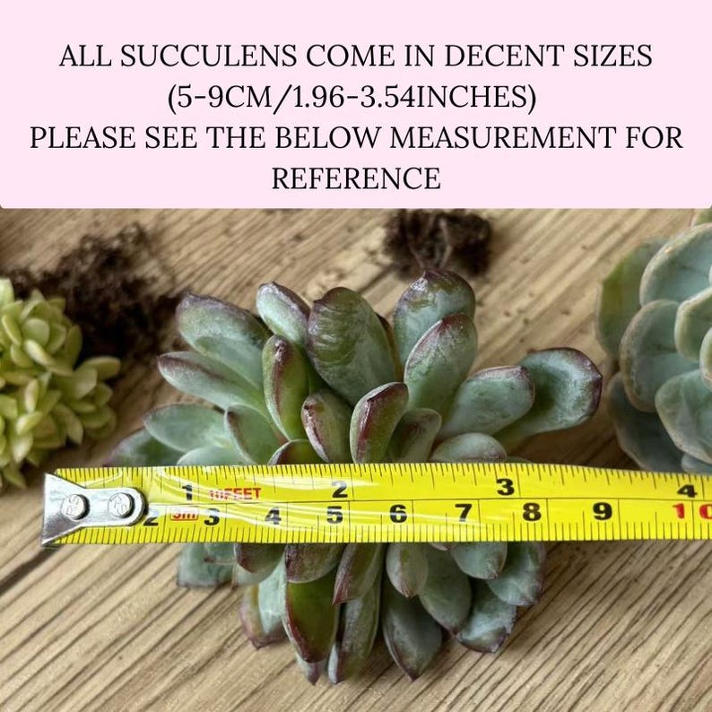 16/30 Pack Assorted Rare Succulent Plant Set for Indoor and Outdoor ...