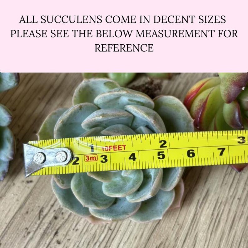 16/30 Pack Assorted Rare Succulent Plant Set for Indoor and Outdoor ...