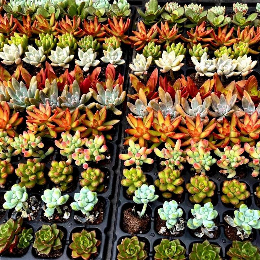 16/30 Pack Assorted Rare Succulent Plant Set for Indoor and Outdoor ...