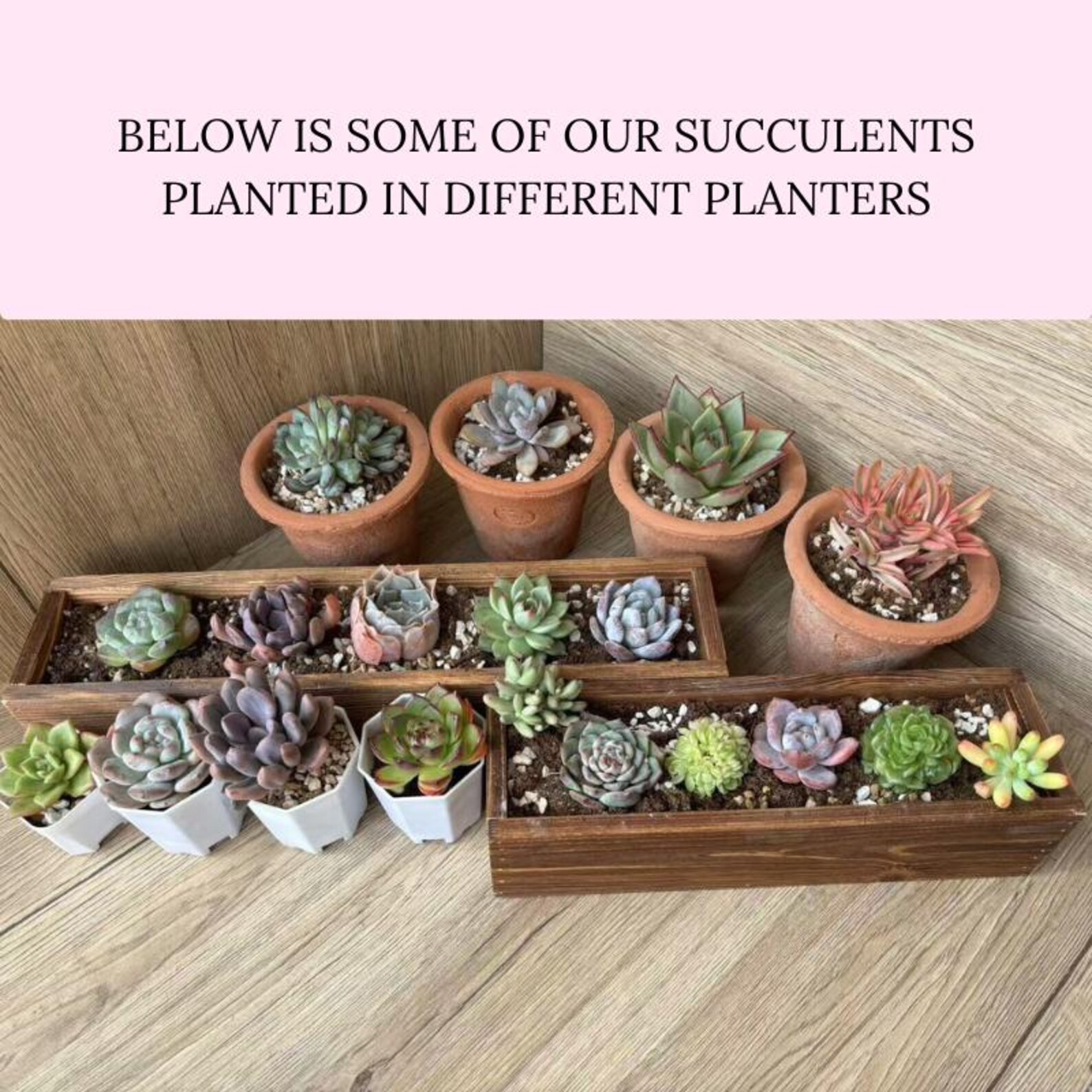 16/30 Pack Assorted Rare Succulent Plant Set for Indoor and Outdoor ...