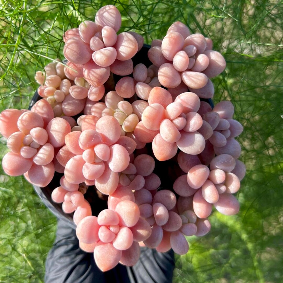 Rare Echeveria Caviar Pink Lover Succulent Cluster - Bare Rooted Live ...